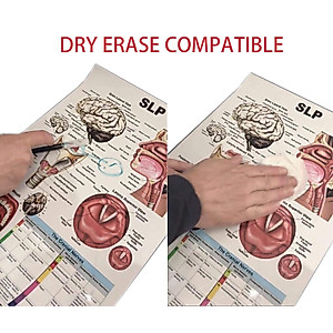 Foot and Ankle, Hand and Wrist, Shoulder and Elbow, Hip and Knee Anatomical Poster Set, size 12Wx17T