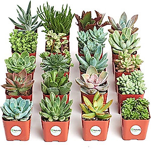 Shop Succulents | Unique Collection of Live Succulent Plants, Hand Selected Variety Pack of Mini Succulents | Collection of 20