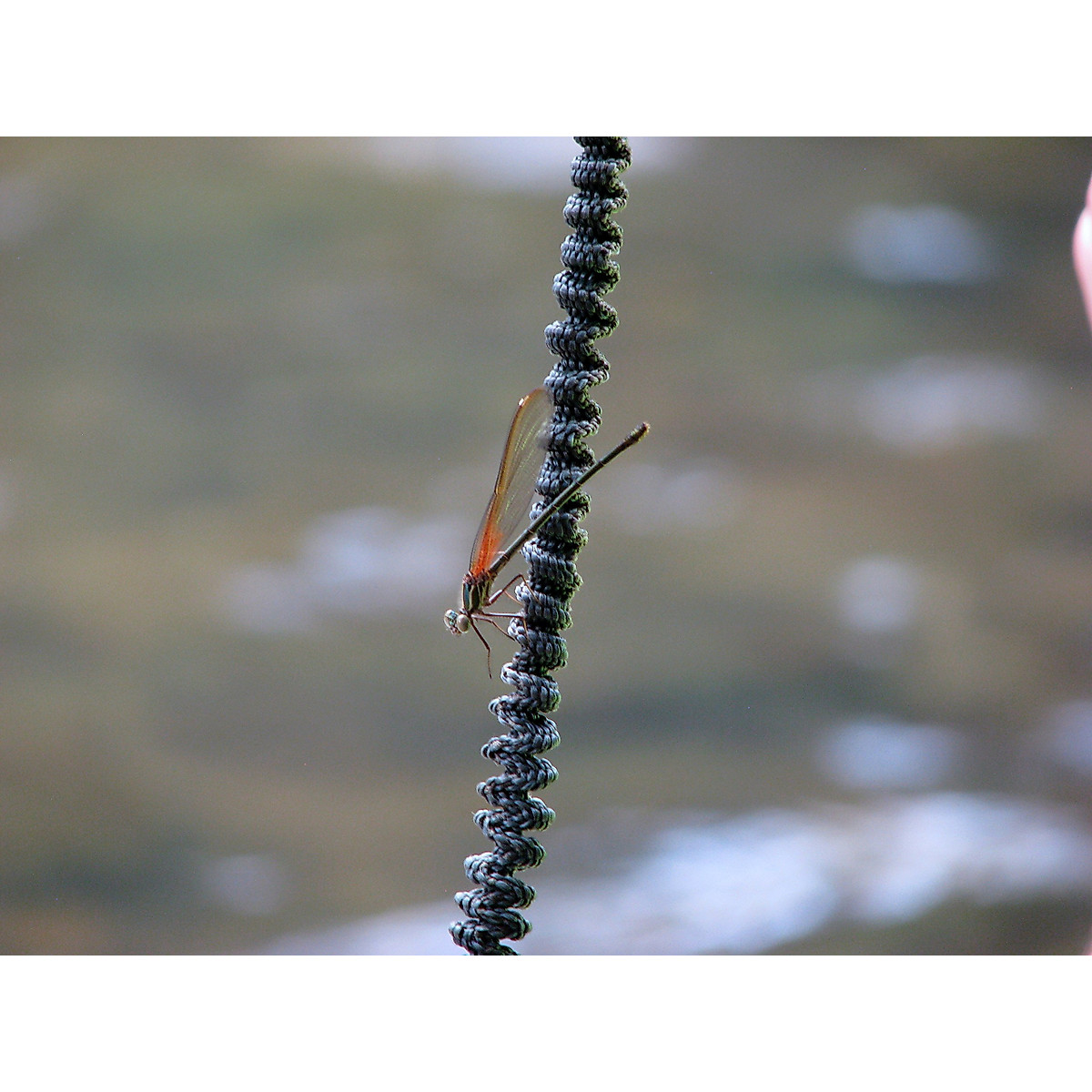 Made in The USA Kayak Paddle Leash/Gear Leash with Cord Stop (OD Green)