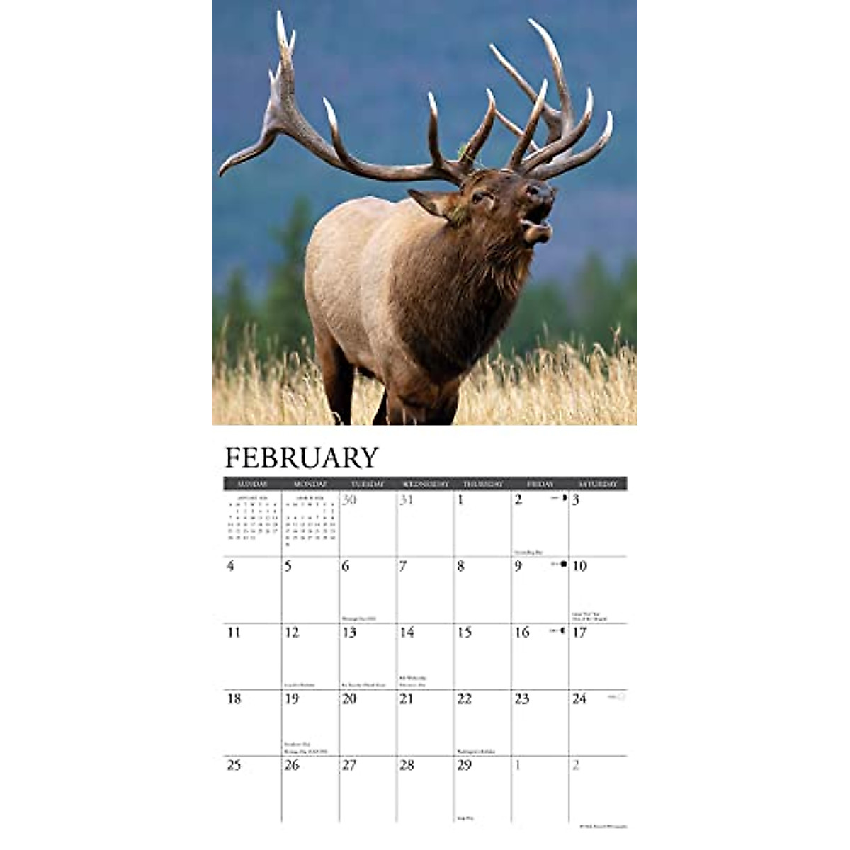 Willow Creek Press Bull Elk 2024 12" x 12" Wall Calendar