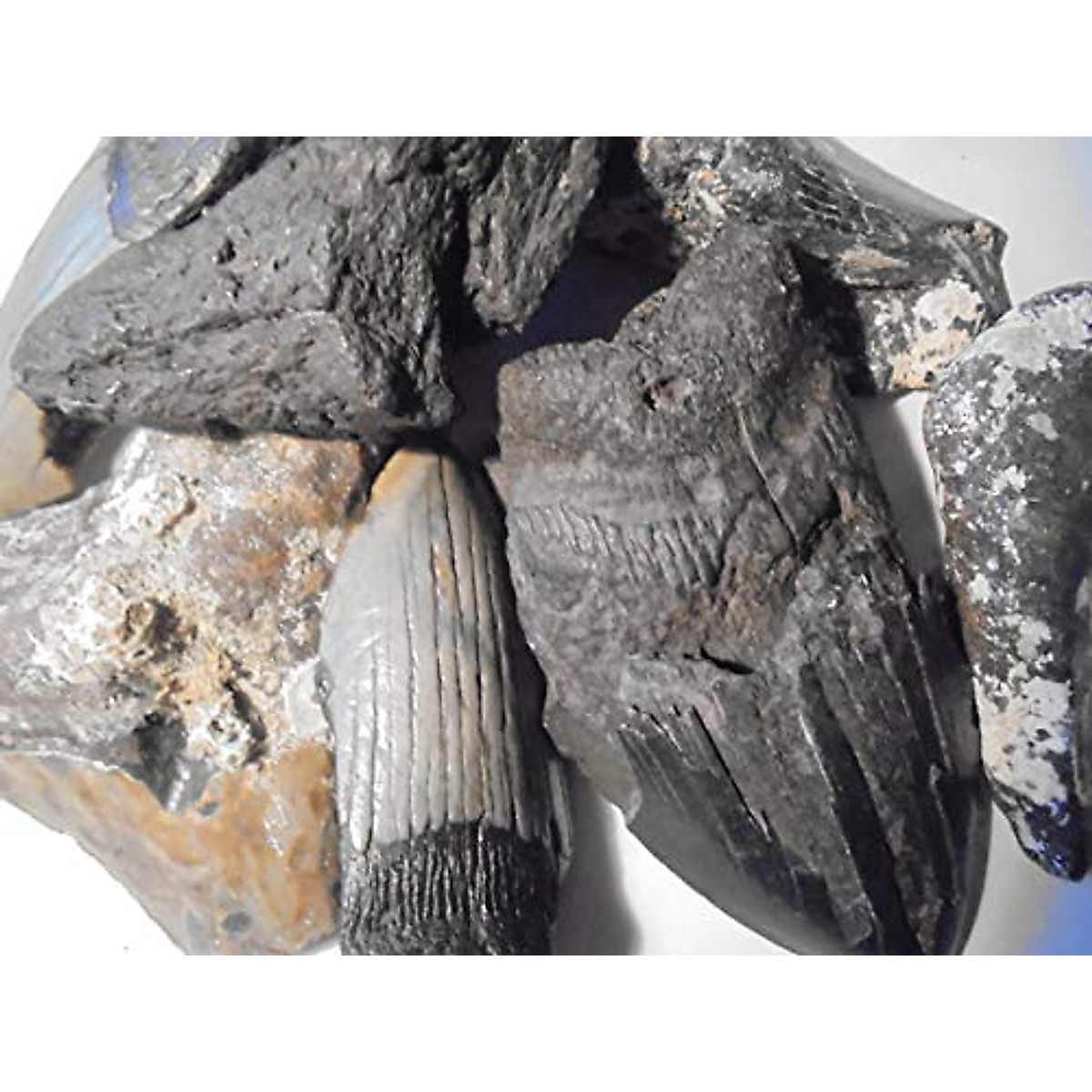 Rare Prehistoric Megalodon Fossilized Shark Tooth Shards & Frags