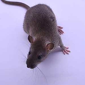 MiceDirect Frozen Rat Combo Pack of 4 Medium & Large Feeder Rats – 2 Rat Mediums & 2 Rat Larges - Food for Corn Snakes, Ball Pythons, Lizards and Other Pet Reptiles-Freshest Snake Feed Supplies