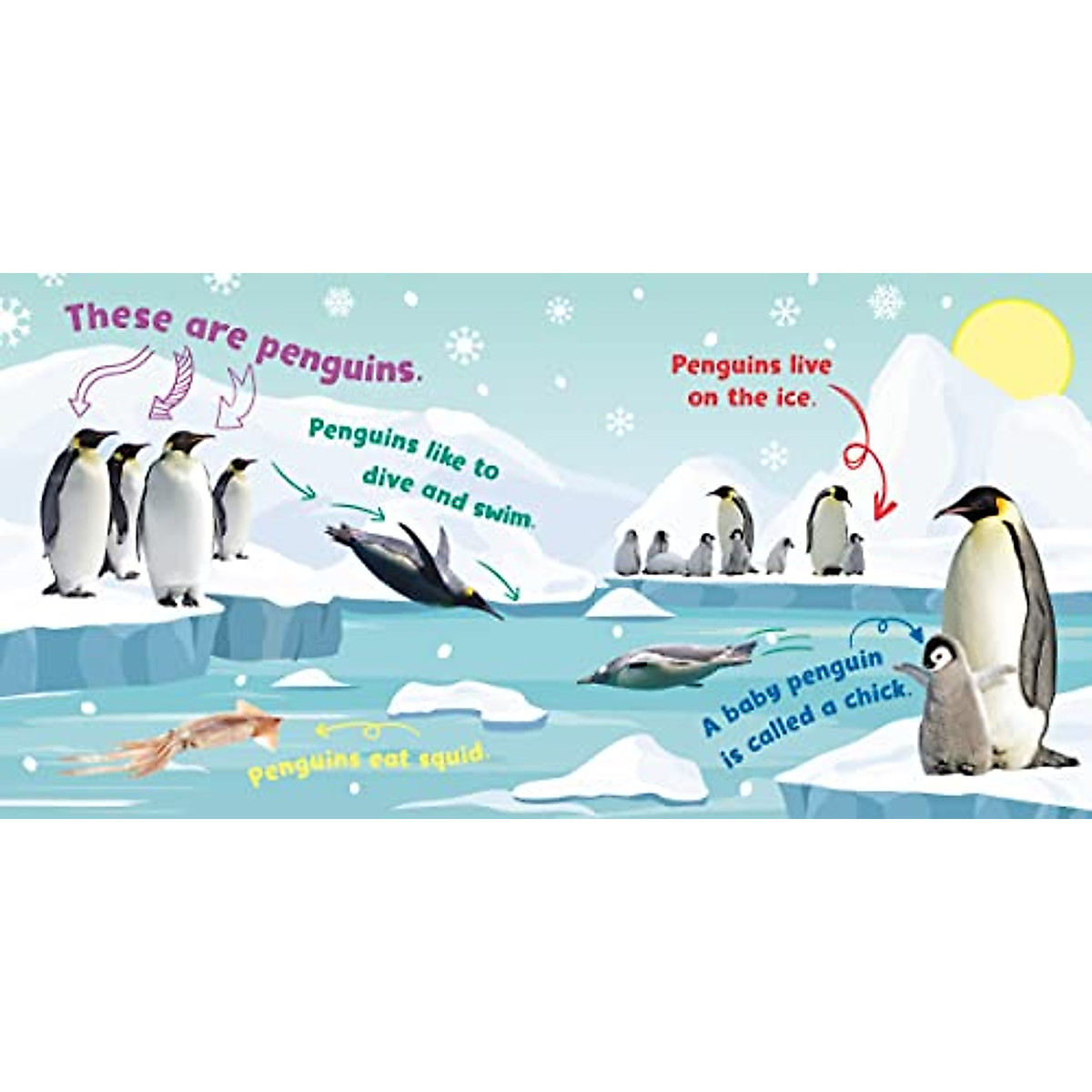 First Animal Facts: Ocean-5 Button Animal Sounds Book