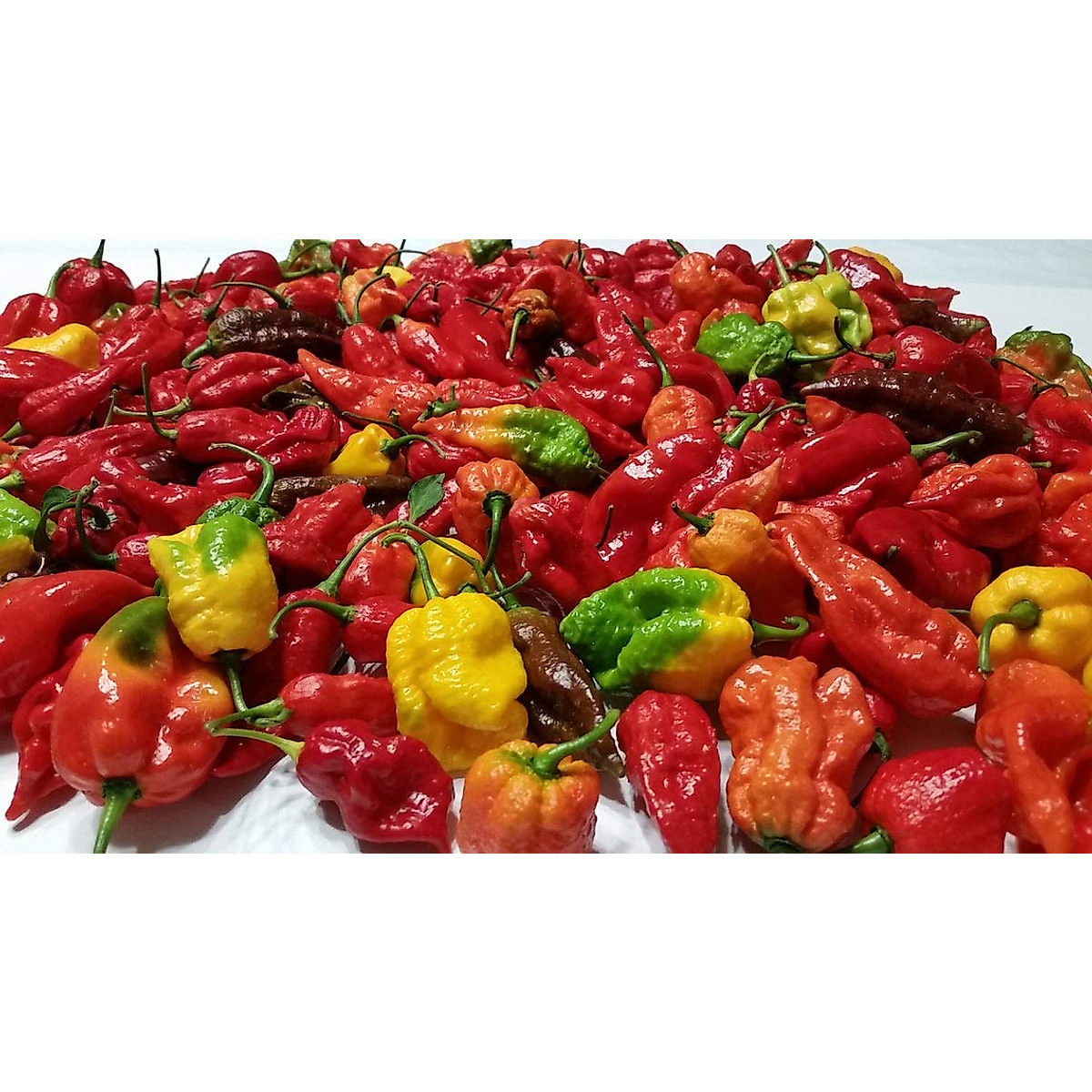 SELPONT Hot Peppers (YNKS) - Mixed Box: Carolina Reapers, Ghost, Scorpion, Chocolate Ghost, 7 Pod - Insanely Hot - Whole Fresh Pepper Pods (12 Mixed Peppers)_AB
