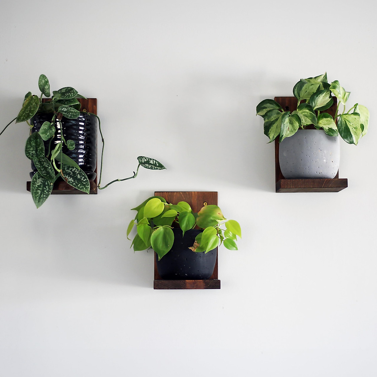 Daniel's Plants Indoor Plant Wall Gallery Shelf Kit | Midcentury Modern Wooden Shelves | Wall Mounted Plant Shelf | L Shaped Floating Shelves | Solid Wood Wall Planter Shelf | 3 Pack (Woodland Brown)