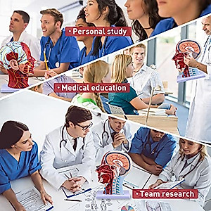 Ultrassist Human Anatomical Half-Head Model Includes Electronic Diagram with Superficial Neurovascular and Musculature Details, Ideal for Kids’ Learning, Education, and Display