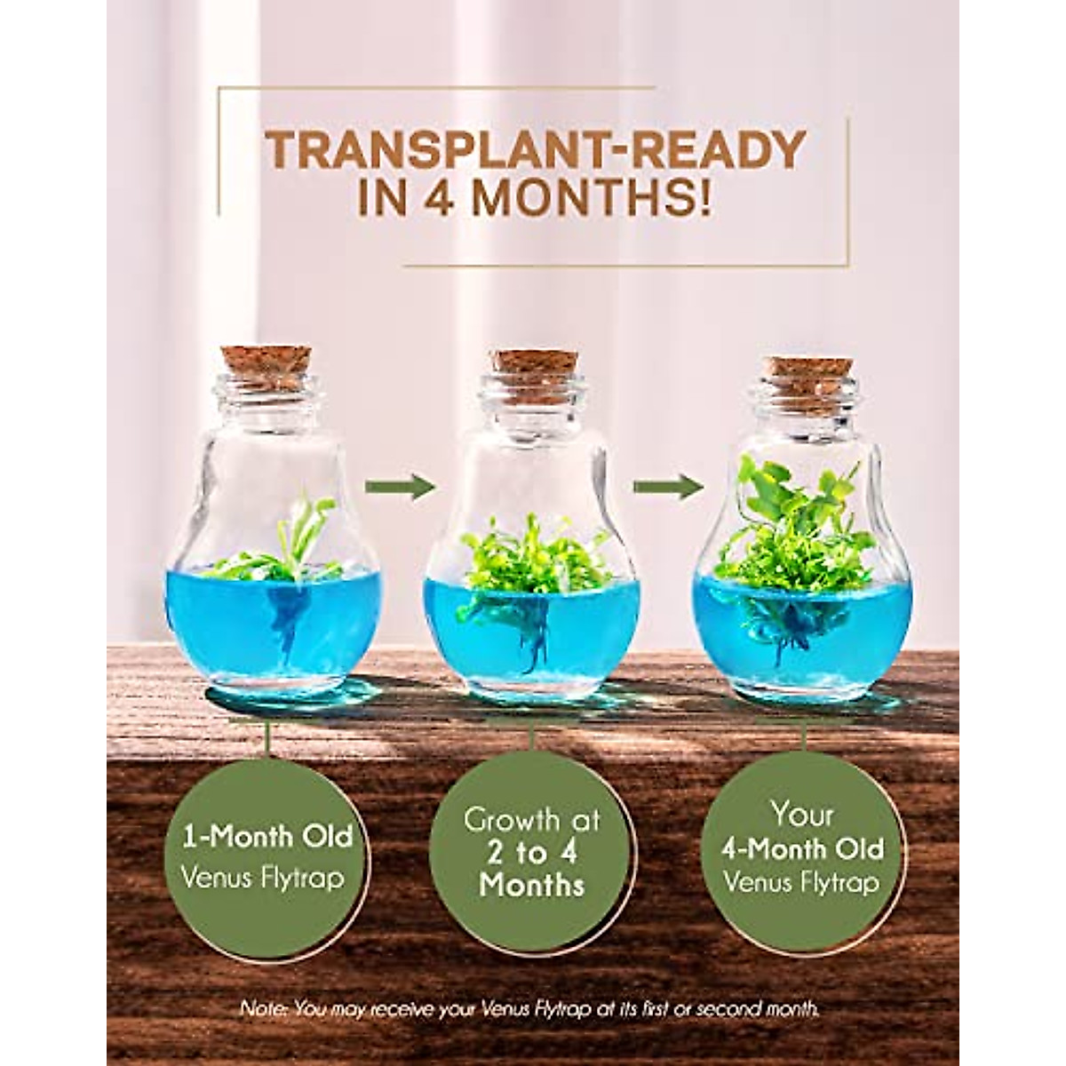 Venus Fly Trap, Grow Your Own Venus Flytrap in a 100% Self Sustaining Glass Terrarium, Maintenance Free, Easy to Grow, Healthy Growth Guarantee