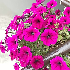 Petunia Seeds Perennial Annual Low Maintenance Showy Attracts Butterflies & Hummingbirds GMO Free Bed Border Edging Hanging Baskets Patio Container Outdoor 250Pcs Mixed Colors by YEGAOL Garden