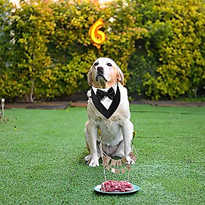 ADOGGYGO Formal Dog Tuxedo Wedding Dog Bandana Dog Wedding Tux with Bowtie Dog Birthday Costume Adjustable Dog Formal Outfit for Medium Large Dogs Pets (M, Black)