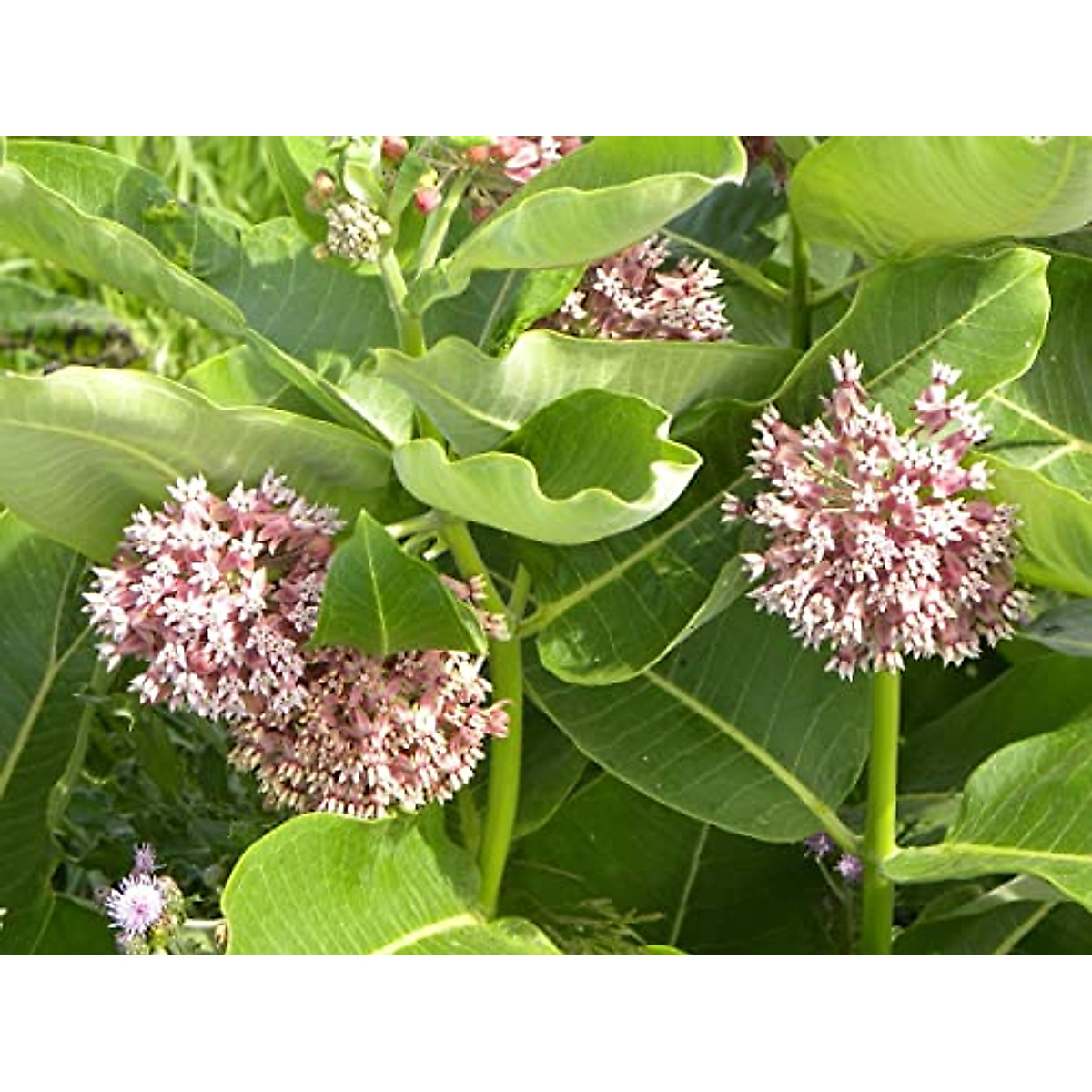 Waveliker Milkweed Seeds 300 Pcs Rare Asclepias Butterfly Monarch Milkweed Flower Seeds Plant Leaves Common Native Mix Colors
