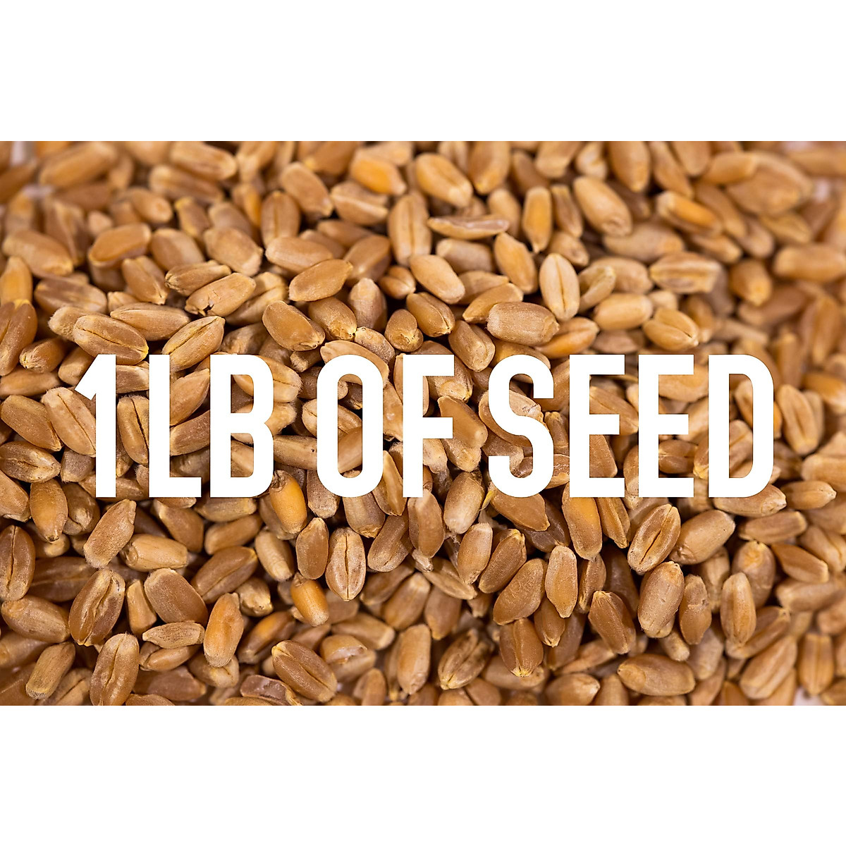 Cali Kiwi Pros Organic Cat Grass for Indoor Cats & Pets-Wheat Grass & Cat Grass Seeds for Digestion and Hairballs - Non-GMO -16 oz