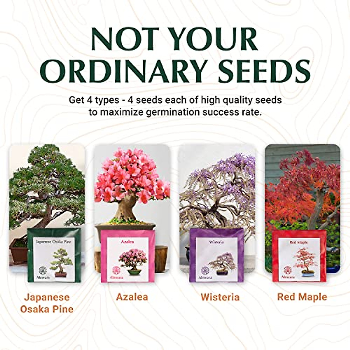 Almeara Indoor Bonsai Tree Kit - Beginner's Starter Kit with 4 Types of ...