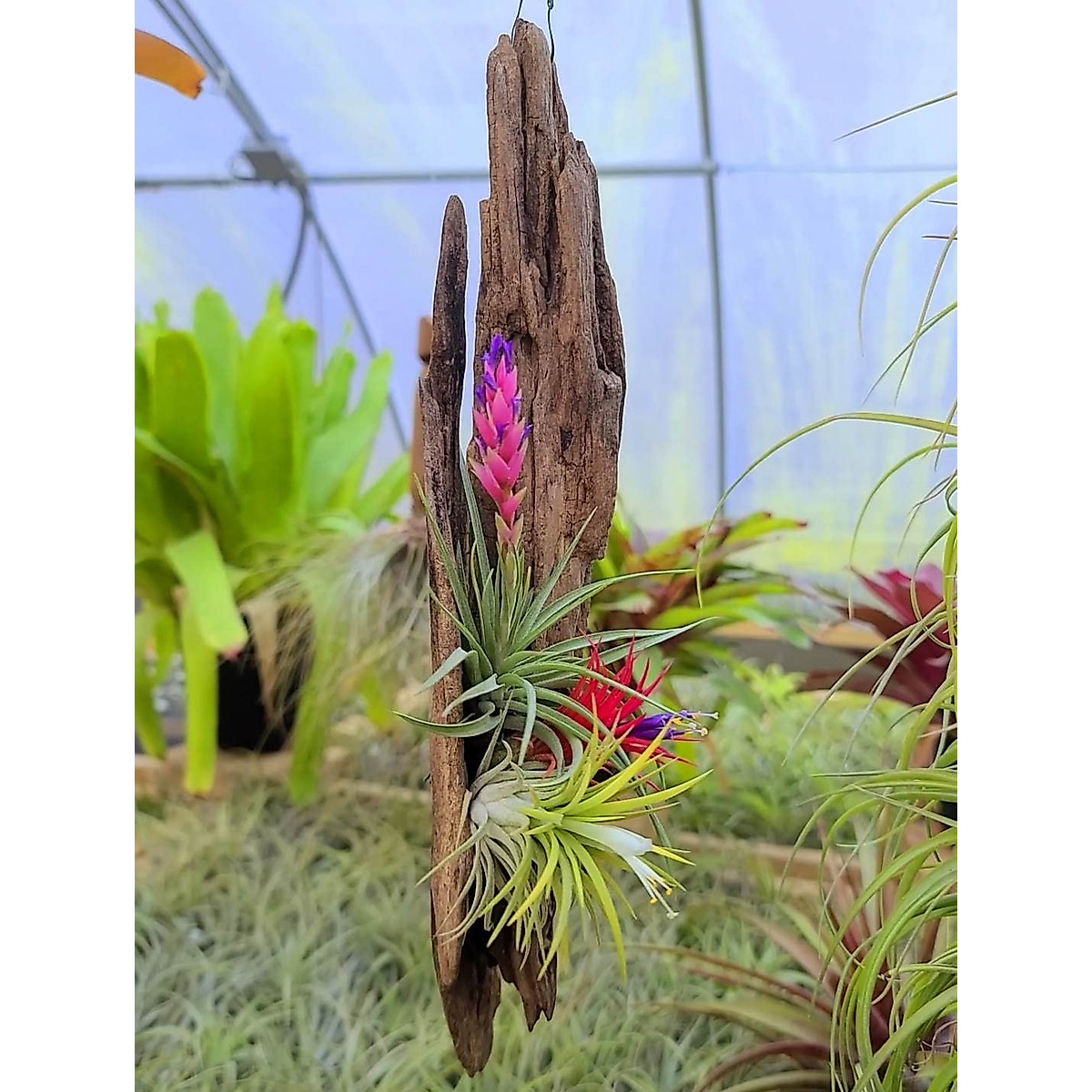 Live Air Plants - Ionantha Druid - 2 to 3 Inch Air Plant - Color & Form Varies by Season - 30 Day Guarantee on Tillandsia from The Drunken Gnome (One Size 2-3") (1)