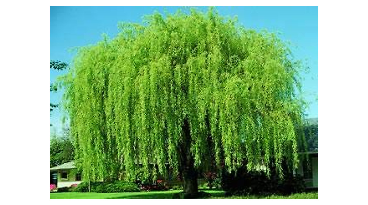 Grow 4 Wisconsin Weeping Willows - Easy Planting Kit for Fast Results