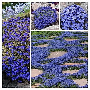 Blue Creeping Thyme Seeds for Planting Perennial Landscaping Ground Cover Non-GMO Dwarf Serphyllum Thyme Easy to Plant and Grow 2000+