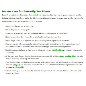 100 Butterfly Pea Flower Seeds - HOA Dau Biec - Blue Butterfly Pea Vine Seeds (Clitoria Ternatea) Asian Pigeonwings -Tropical Vine Plant Seeds- Edible Flower Seeds