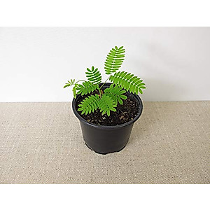 Earthcare Seeds Albizia julibrissin Rosea Pink Persian Silk Tree 30 Seeds (Albizia julibrissin f. rosea)