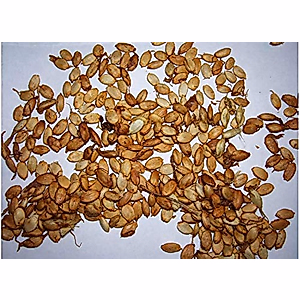 10 Hedge Apple Seeds Osage Orange Horse Apple Monkey Ball Maclura Pomifera Tree Seeds