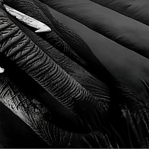 CCoutueChen Elephant Comforter Set King Size Black Elephants Bedding Set Bohemian Animal Bedding Sets Exotic Animals Comforters Ultra Soft Down Alternative Comforter Sets for Boys Teens Kids