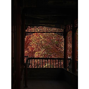 Jurassic Dawn Redwood | Tree Seed Grow Kit | The Jonsteen Company