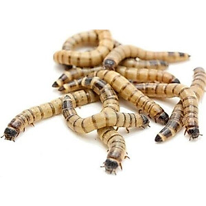 Surmen Legacy Live Superworms 500 Count Gut-Loaded (1.5-2 inches)