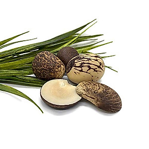 Tagua Earrings in Fuchsia Pink, Vegetable Ivory Dangle Earrings TAG272, Organic Earrings, Tagua Earrings in Pink