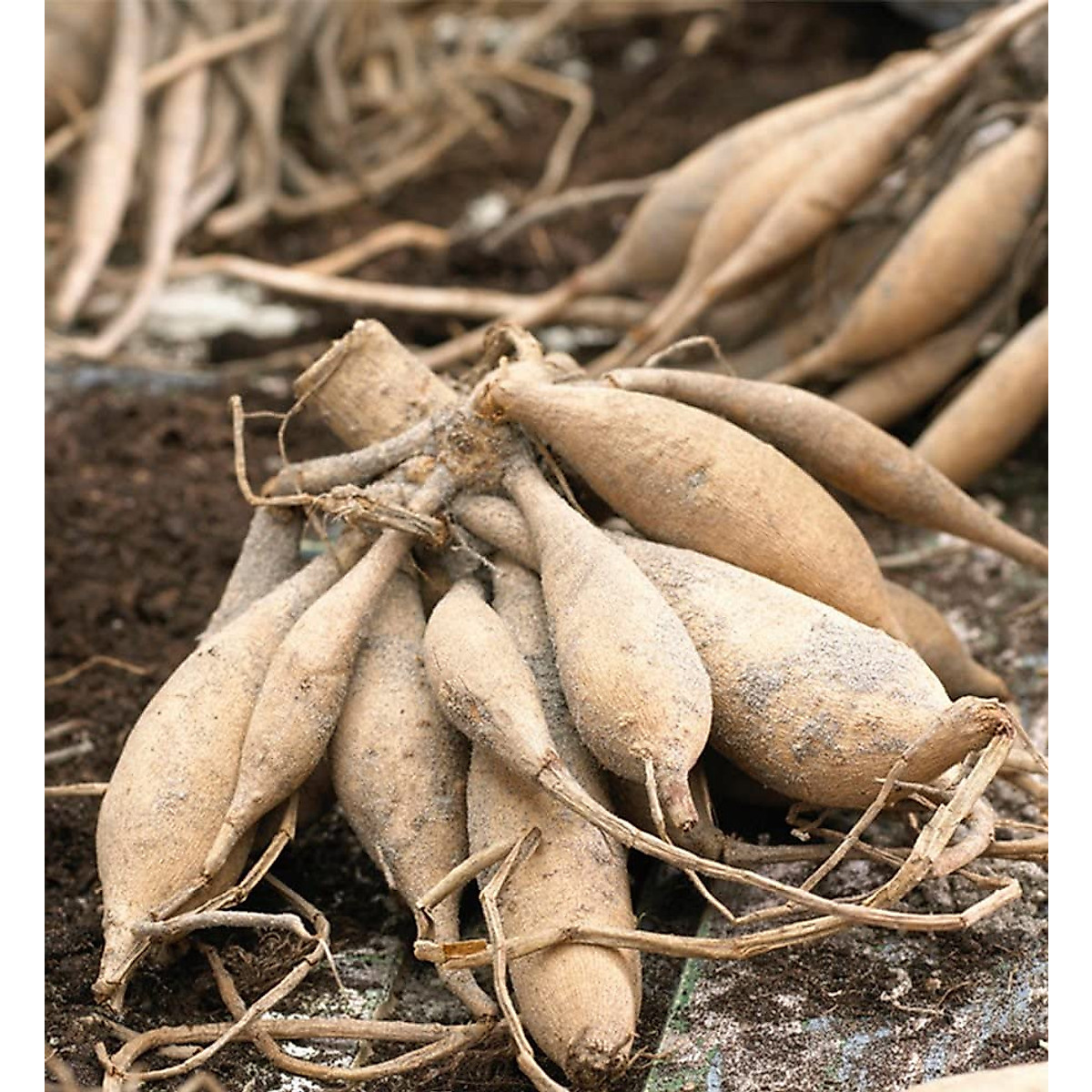 Votaniki Garden Wonder Dahlia Bulbs - Stunning Dahlia Blooms, Large Flowering Dahlia Bulbs | Perennial Flower, Prefect for Cut, Easy to Grow, Attracts pollinators (1 Pack)