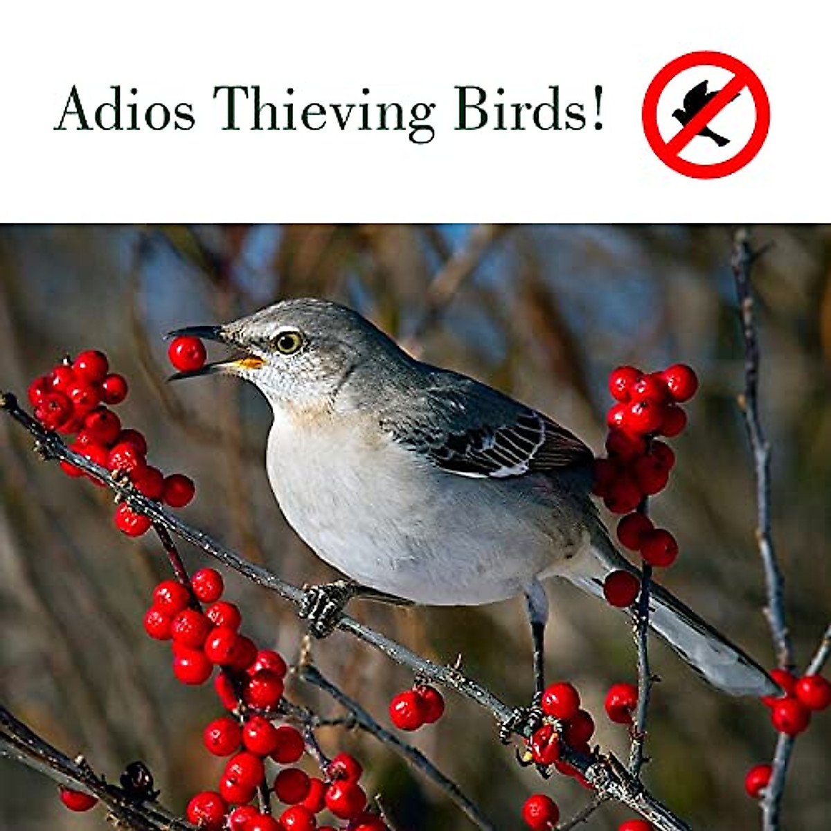 DALEN Holographic Scare Reflective Tape – Bird Deterrent Tape with Metallic Noise Feature, Broad Application and Easy to Use Bird Scare Ribbon (3/4" x 100') - 1 Roll