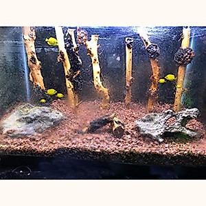 Tfwadmx Aquarium Driftwood Natural Forest Branch Trees Terrarium Wood Tree Reptile Branches Ornament Habitat Fish Tank Decoration(4 Pcs)