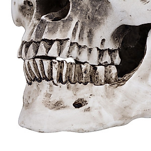 Aries Outlets Retro Human Skull Replica Resin Anatomical Model Medical Lifesize Realistic 1:1