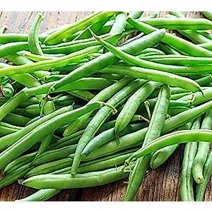 Blue Lake Bush Green Bean Seeds, 50+ Heirloom Seeds Per Packet, Non GMO Seeds, (Isla's Garden Seeds), Botanical Name: Phaseolus vulgaris