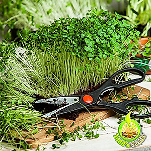 Todd’s Seeds - Country Delight Sprouting Seed Mix - One Pound - Sprouting Seeds for Microgreens - Clover, Cress, Arugula, Radish and Dill - Chemical Free - Non GMO