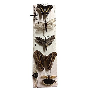 Phusis Stainless Steel Insect Pins - Size #5 - Set of 100 - for Entomology, Dissection and Butterfly Collections (#5)…