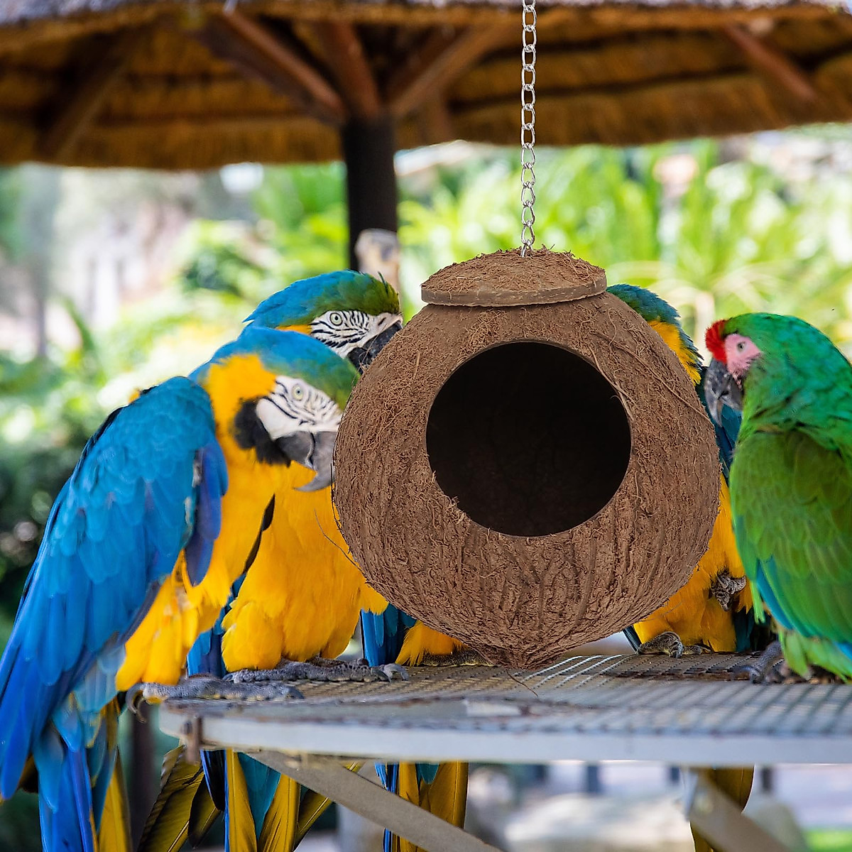 balacoo 2pcs Coconut Parakeet Nesting Box - Hanging Bird Nest Hut Natural Coconut Birdhouse Cage, Bird Hideout, Breeding Nest for Parrot Parakeet and Small Birds