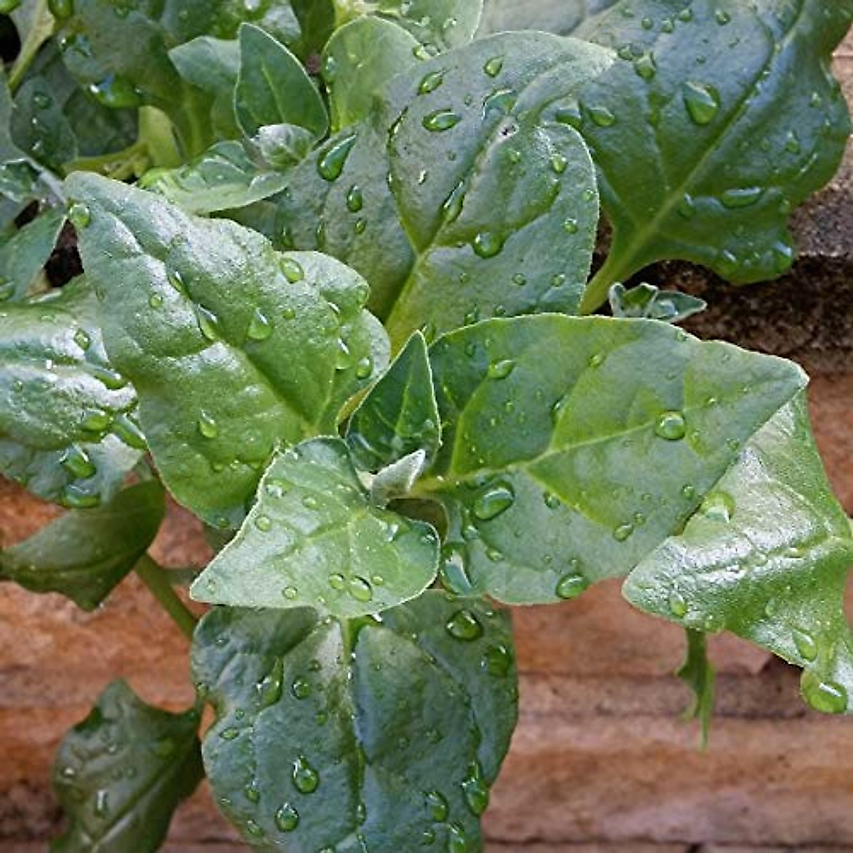New Zealand Spinach Seeds for Planting, 100+ Heirloom Seeds Per Packet, (Isla's Garden Seeds), Non GMO Seeds, Botanical Name: Tetragonia tetragonioides, Great Home Garden Gift