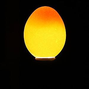 Flexzion Egg Candler Tester, Bright Cool LED Light Candling Lamp for All Chicken Dark Quail Duck Canary Eggs, Portable Flashlight Incubator w/Charger Adapter