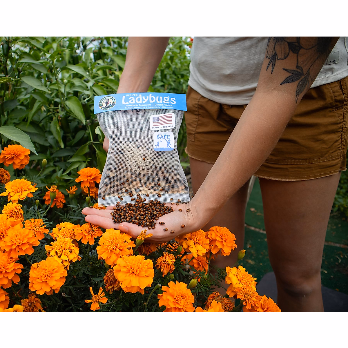 NaturesGoodGuys - Live Ladybugs (150 Live Ladybugs)