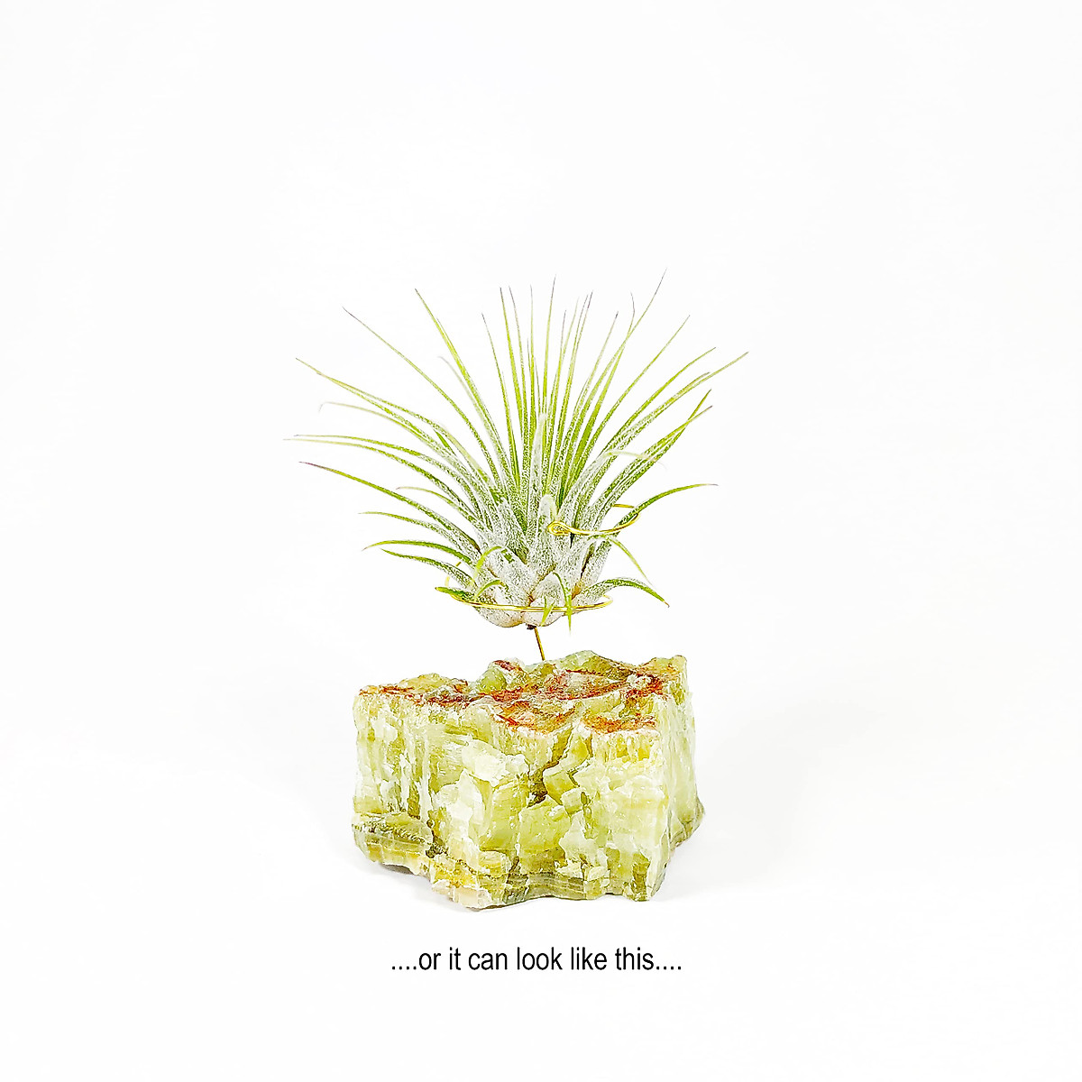 Green Calcite Crystal Air Plant Holder Gift Includes Healthy Live Air Plant and Gift Box Great Gift for Friend Co-worker or Neighbor