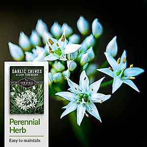 Survival Garden Seeds - Garlic Chives Seed for Planting - Packet with Instructions to Plant and Grow Delicious Perennial Herbs in Your Home Vegetable Garden - Non-GMO Heirloom Variety