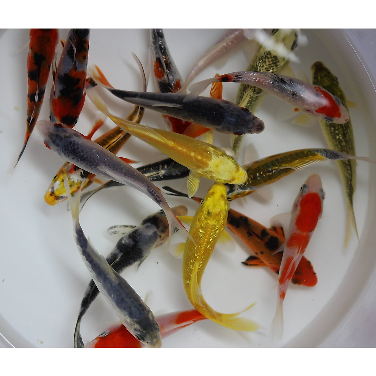 select 10 Pack of 3-4 inch Live koi Fish