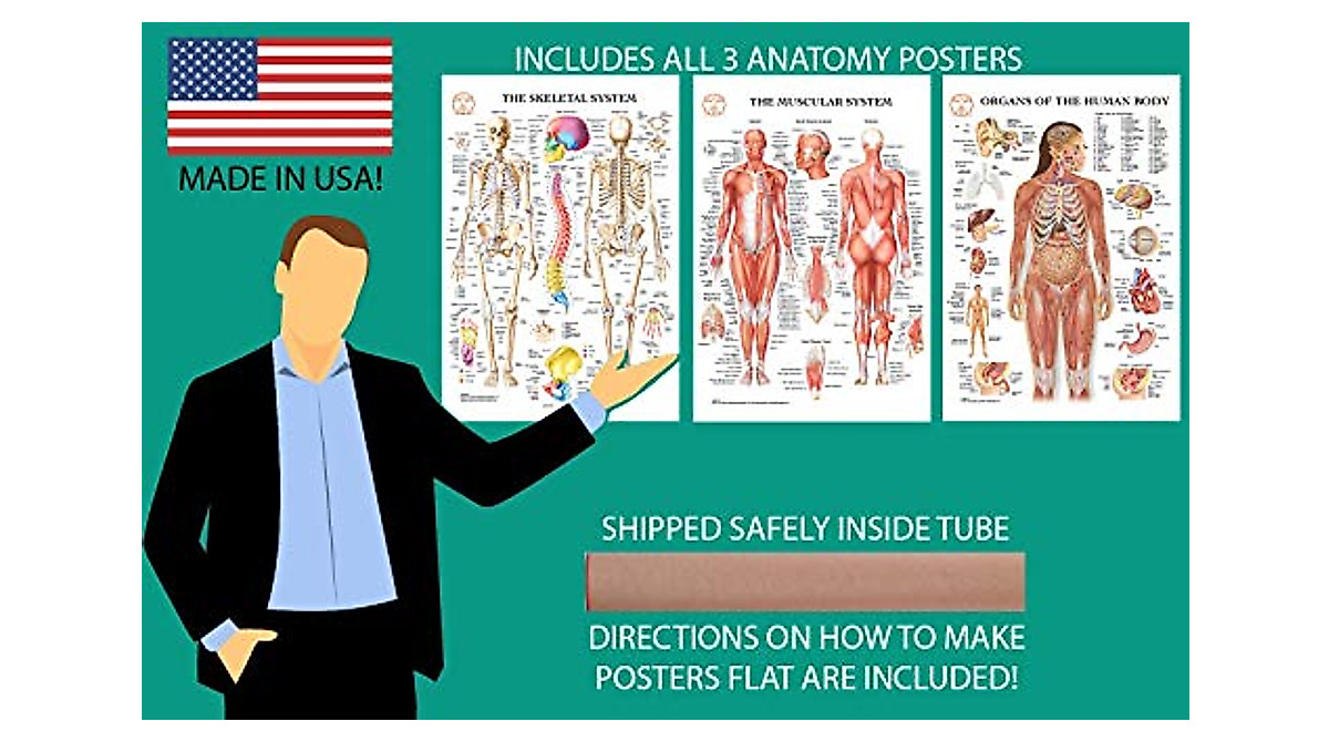 Human Body Anatomy Poster Set - Ideal for Medical Students