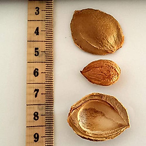 Bitter Apricot Kernels, 8 oz, 375 Raw Apricot Seeds, 100% All Natural, GMO Free, Pesticide Free, Gluten Free, Vegan