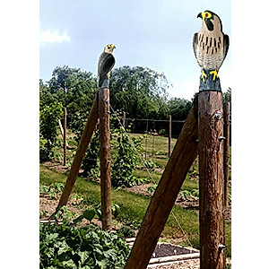 Bird-X Falcon Predator Decoy Bird Scare