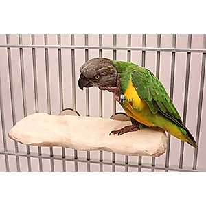Hardwood Platform NU Perch for Small to Medium Parrots