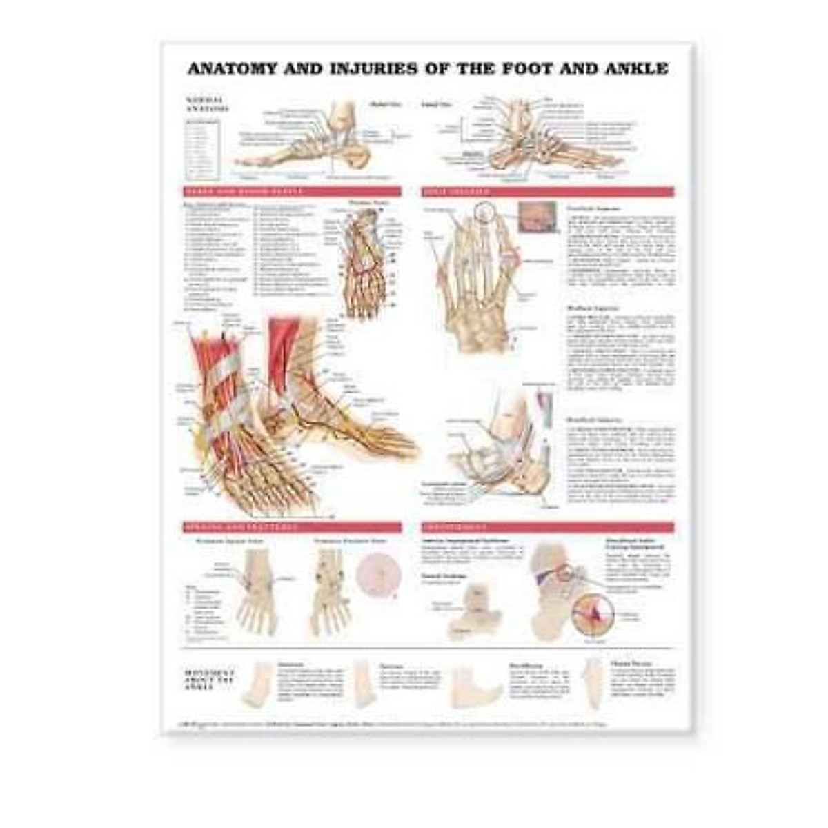 [(Anatomy and Injuries of the Foot and Ankle)] [Author: Anatomical Chart Company] published on (December, 2004)