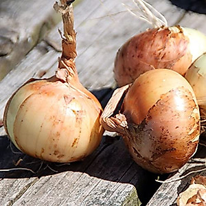 Gaea's Blessing Seeds - Onion Seeds - Non-GMO Heirloom Seeds with Easy to Follow Instructions (Walla Walla Sweet Onion) 93% Germination Rate