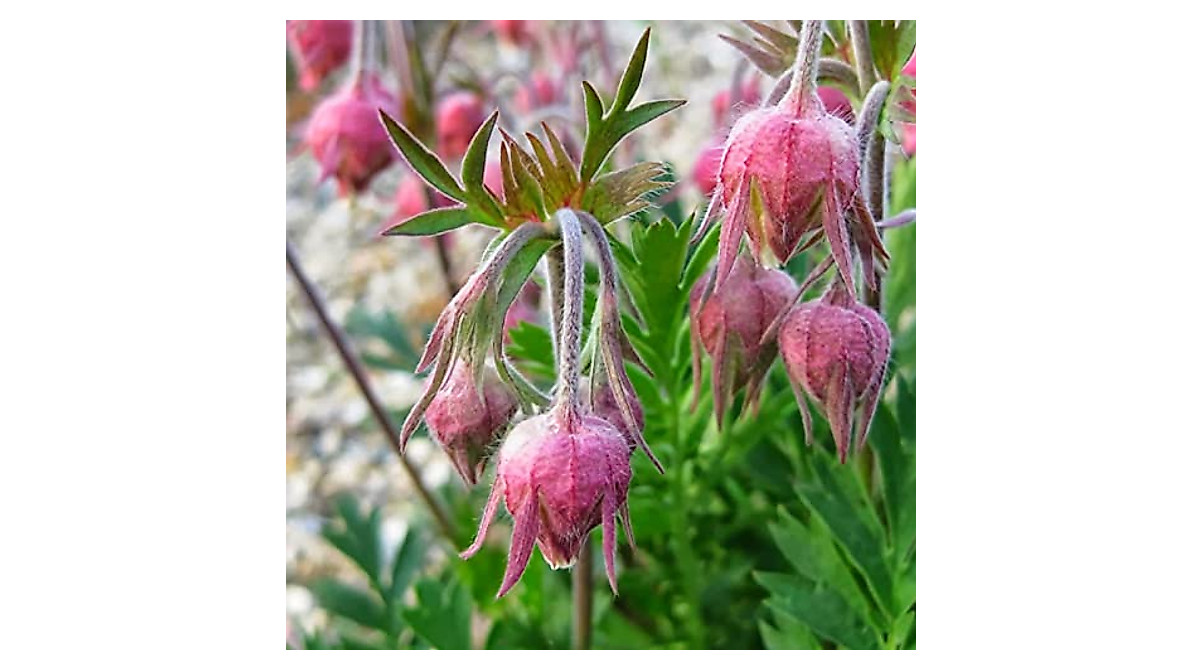 Buy 50 Prairie Smoke Seeds - Non-GMO Geum triflorum for Gardens