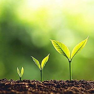 Jobe's 9726 Granular Plant Food Fast Start, 4 lbs