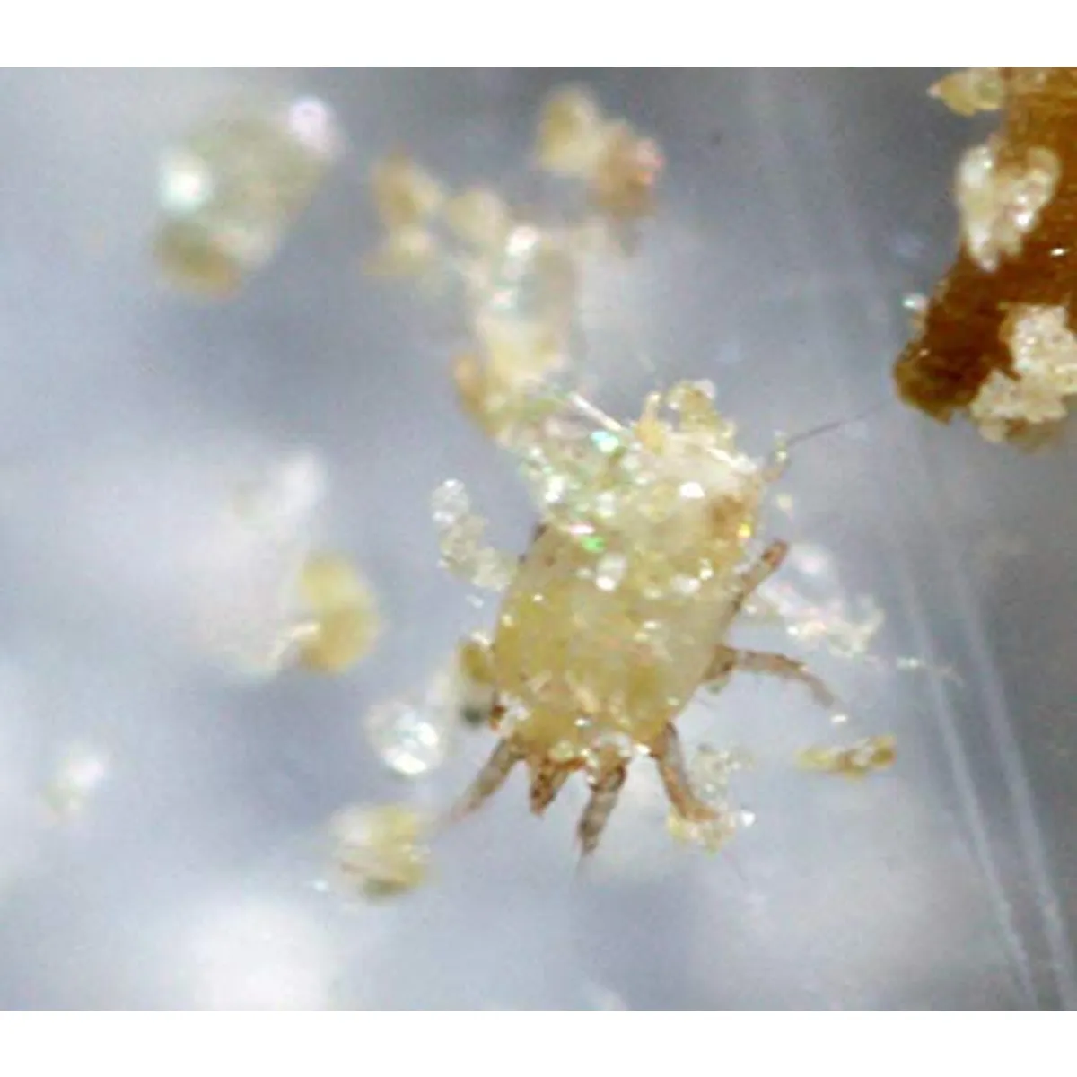 Nature's Good Guys Amblyseius swirskii 25 Sachets with 250 Mites