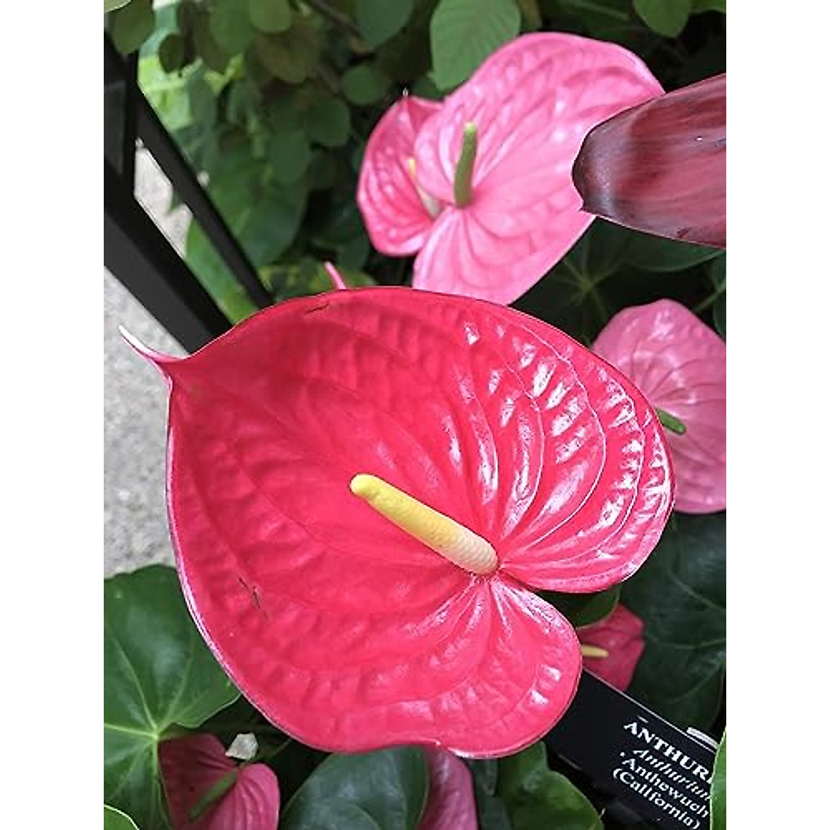 Nutricote. Timed Release Fertilizer. 18-6-8 180 Day. 2 Pounds. Orchids, Plants